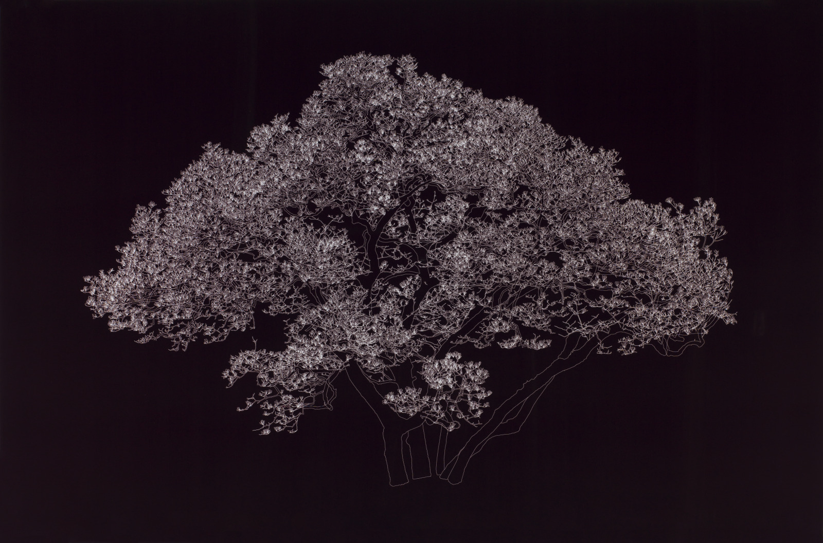 38º 36' 50.8" N, 90º 15' 25.7" W (Shaw's magnolia) - Saint Louis Art Museum