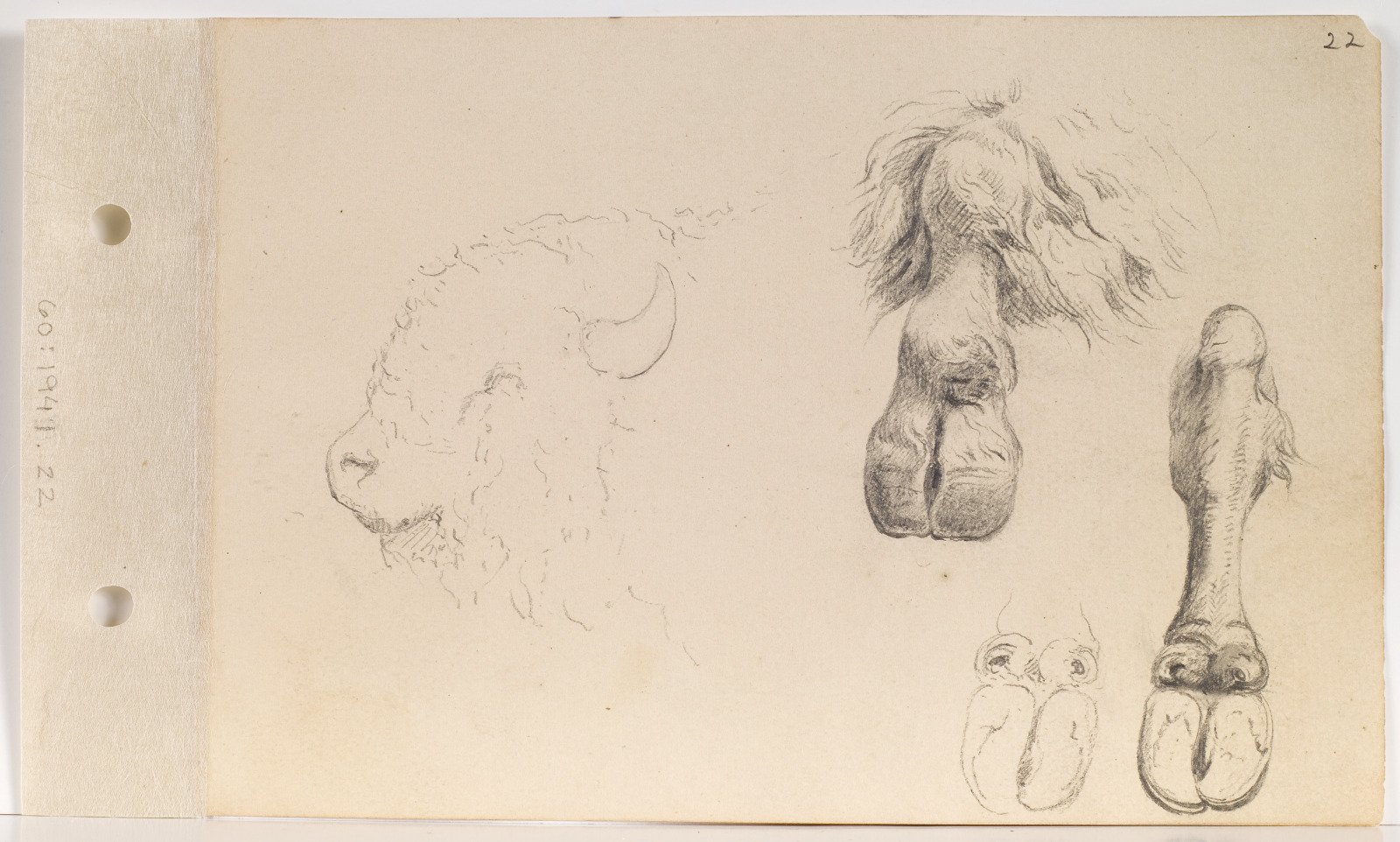 Studies of Dead Buffalo - Saint Louis Art Museum
