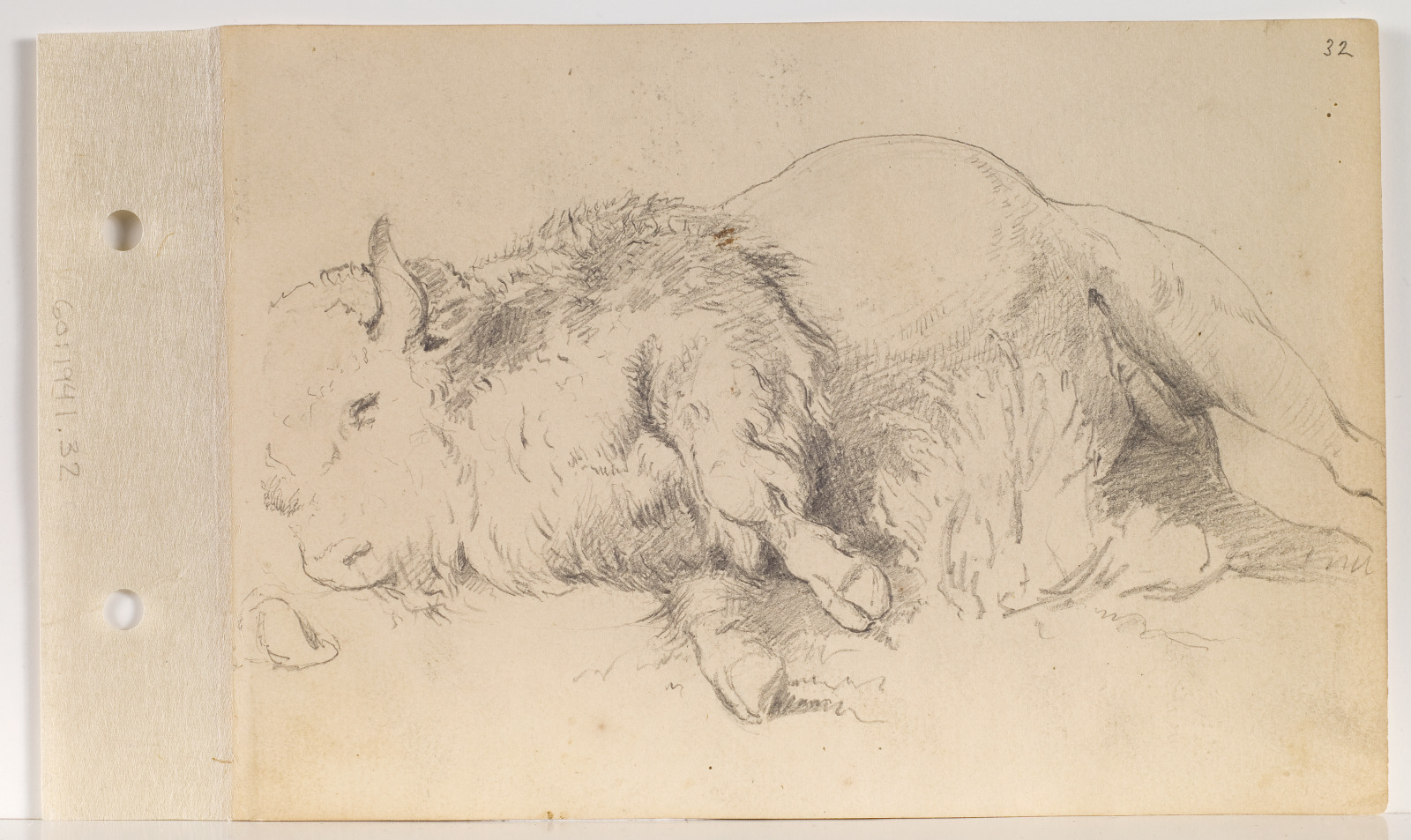 Study of a Dead Buffalo - Saint Louis Art Museum