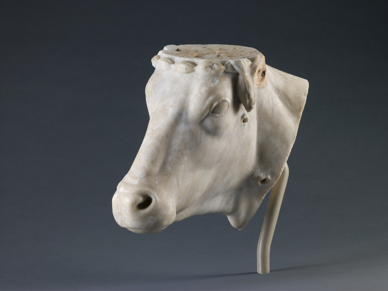Head of a Bull - Saint Louis Art Museum