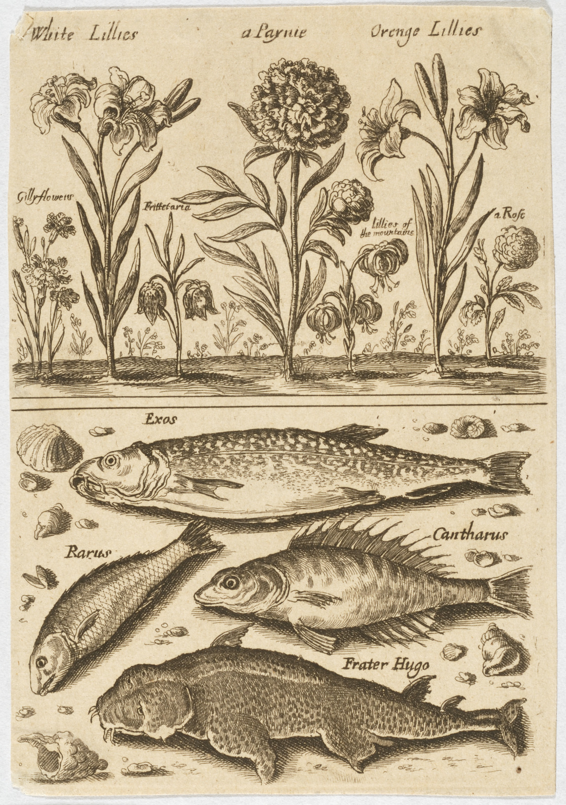 Flowers and Fish, from "A New Book of Flowers and Fishes" - Saint Louis ...