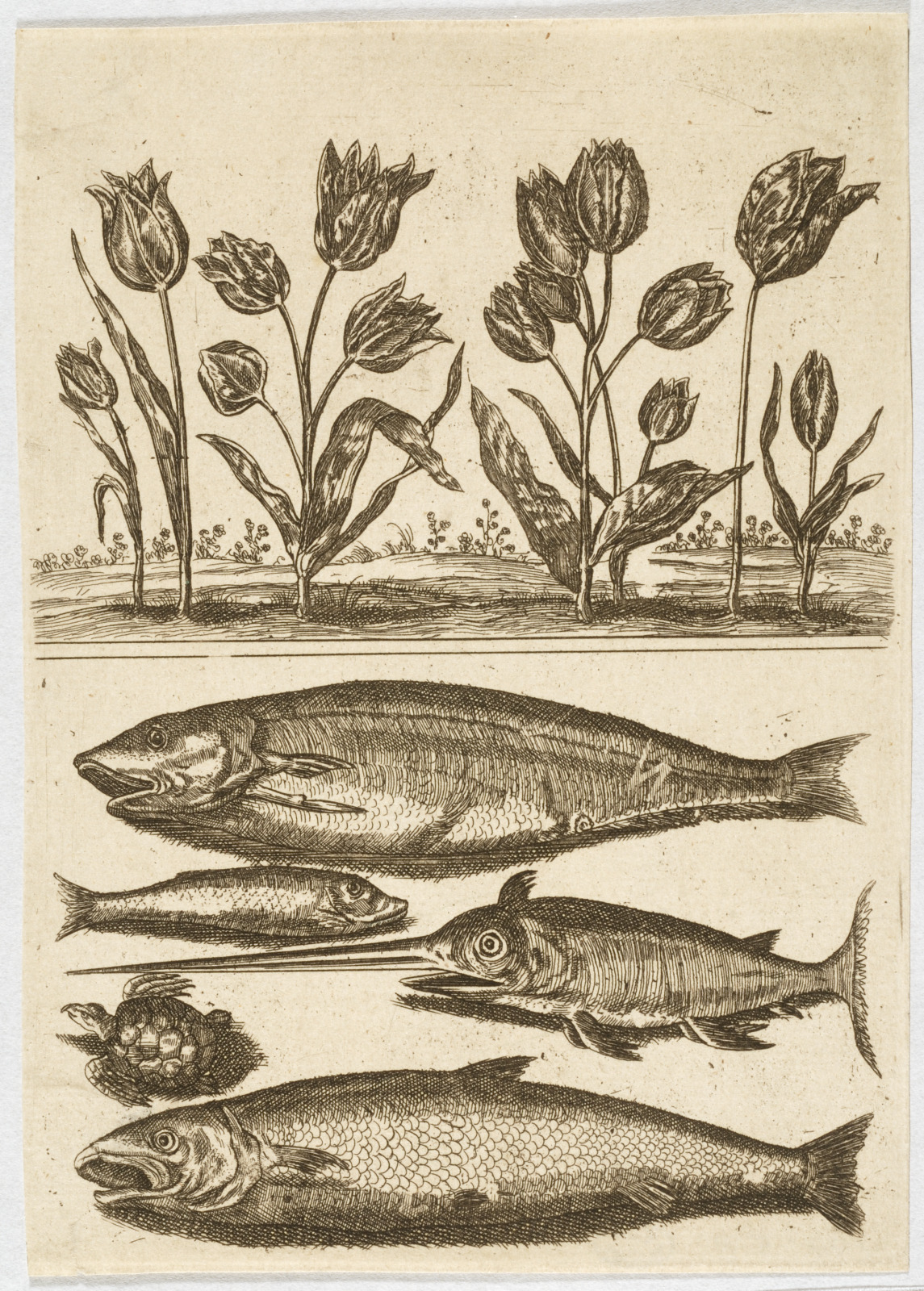 Tulips - Fish, from "A New Book of Flowers and Fishes" - Saint Louis ...