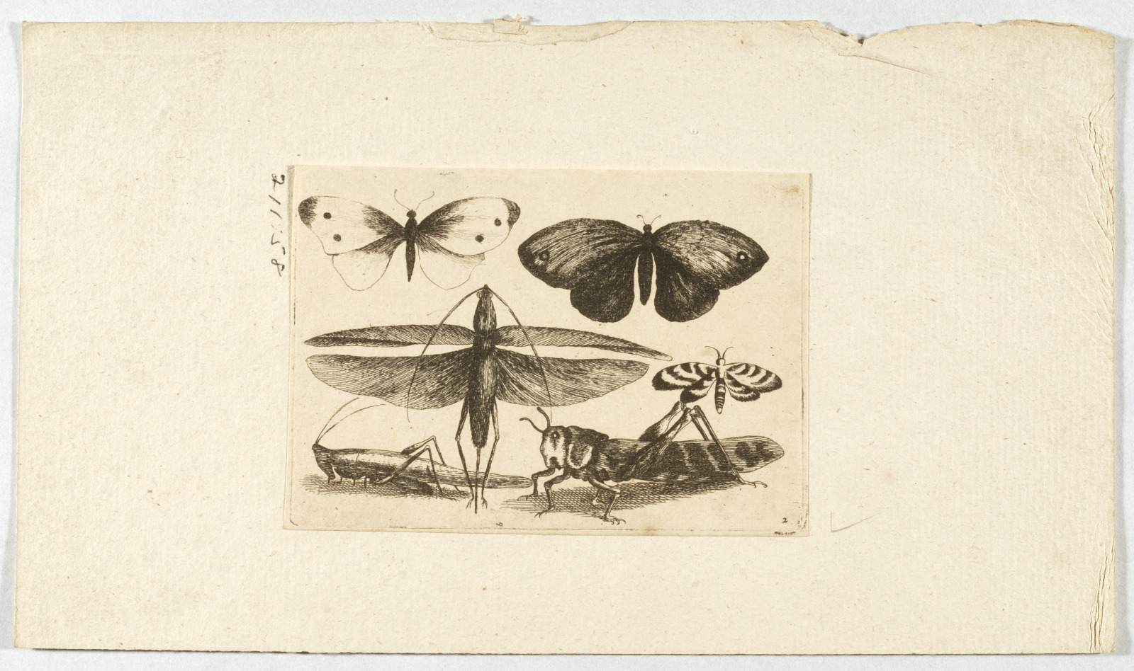 Six Insects, from "Muscarum Scarabeorum" - Saint Louis Art Museum