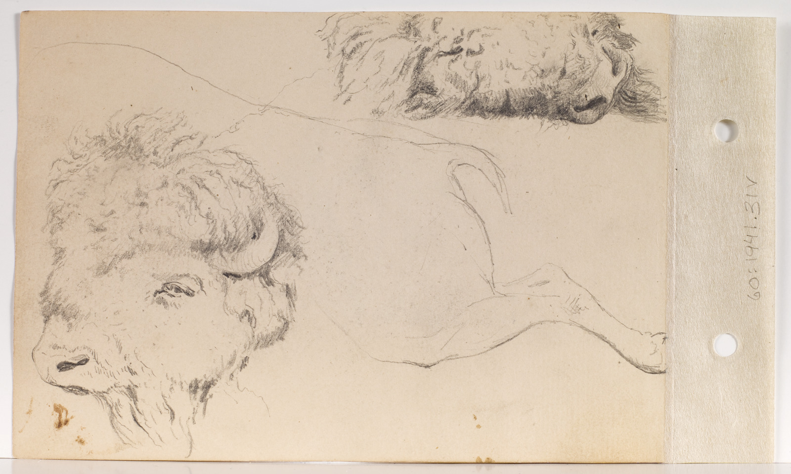 Studies of Dead Buffalo - Saint Louis Art Museum