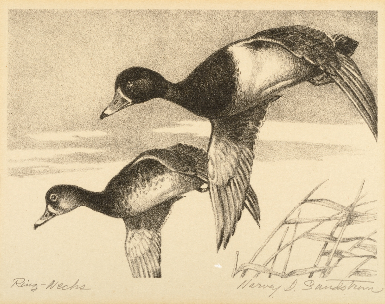 Ring - Necked Ducks - Saint Louis Art Museum