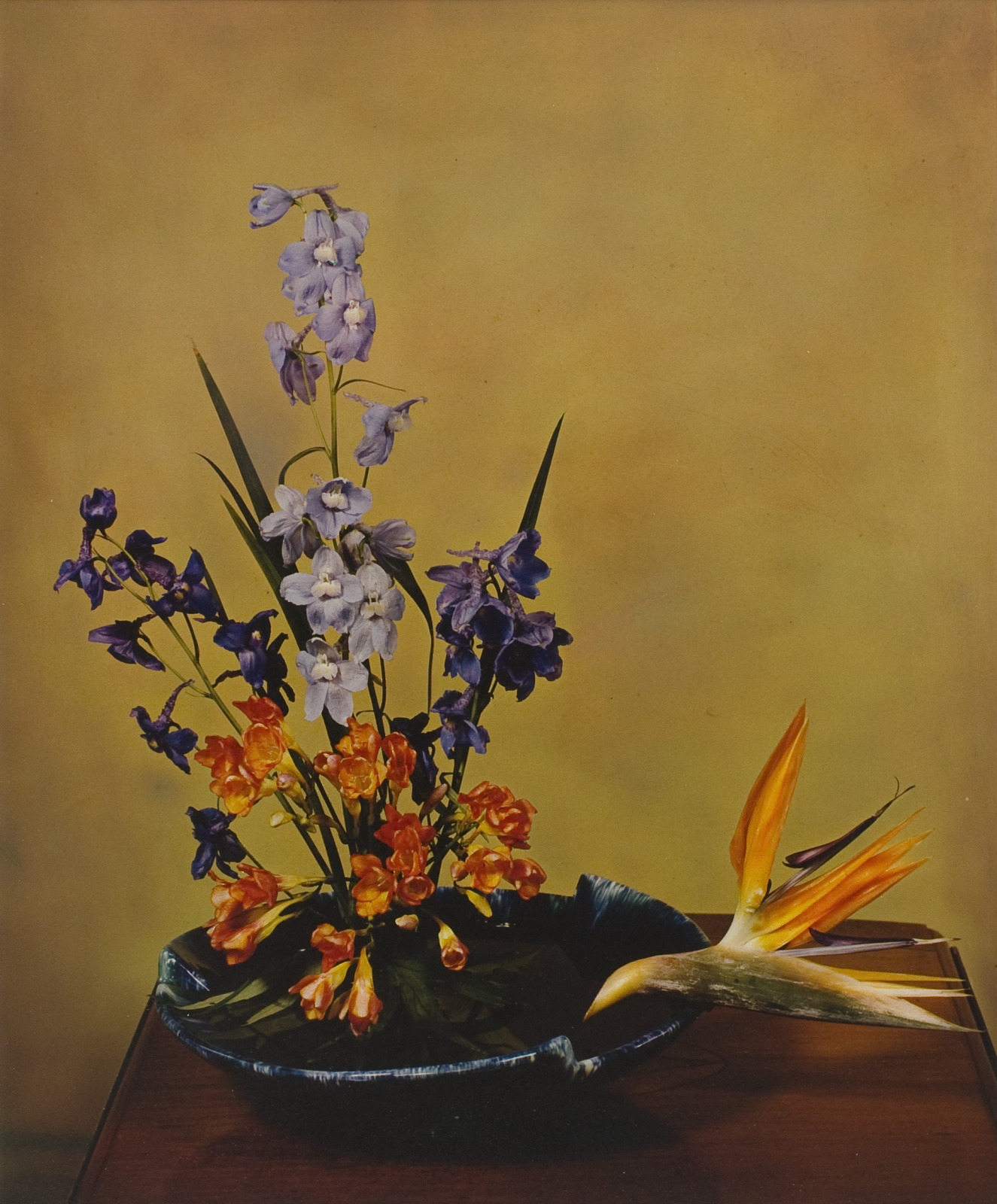 Bird of Paradise, St. Louis - Saint Louis Art Museum