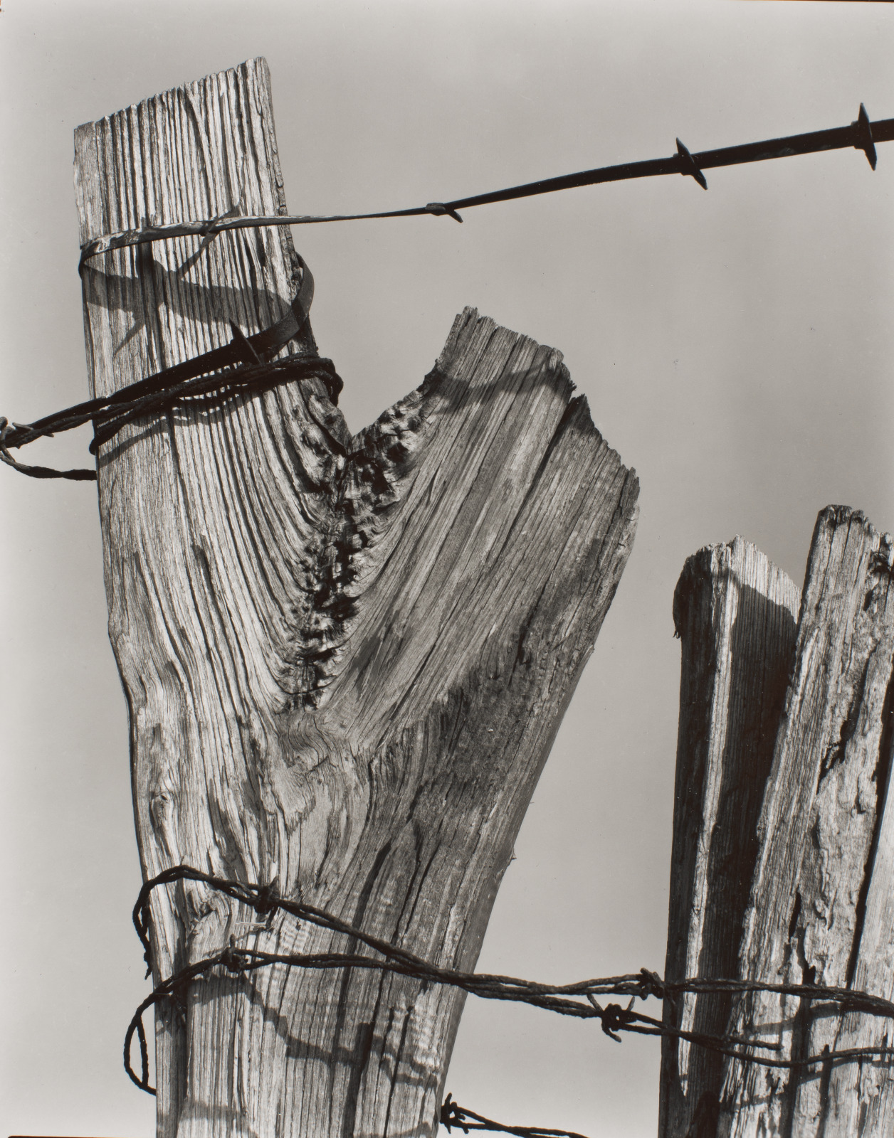 Fence Post With Barbed Wire - Saint Louis Art Museum