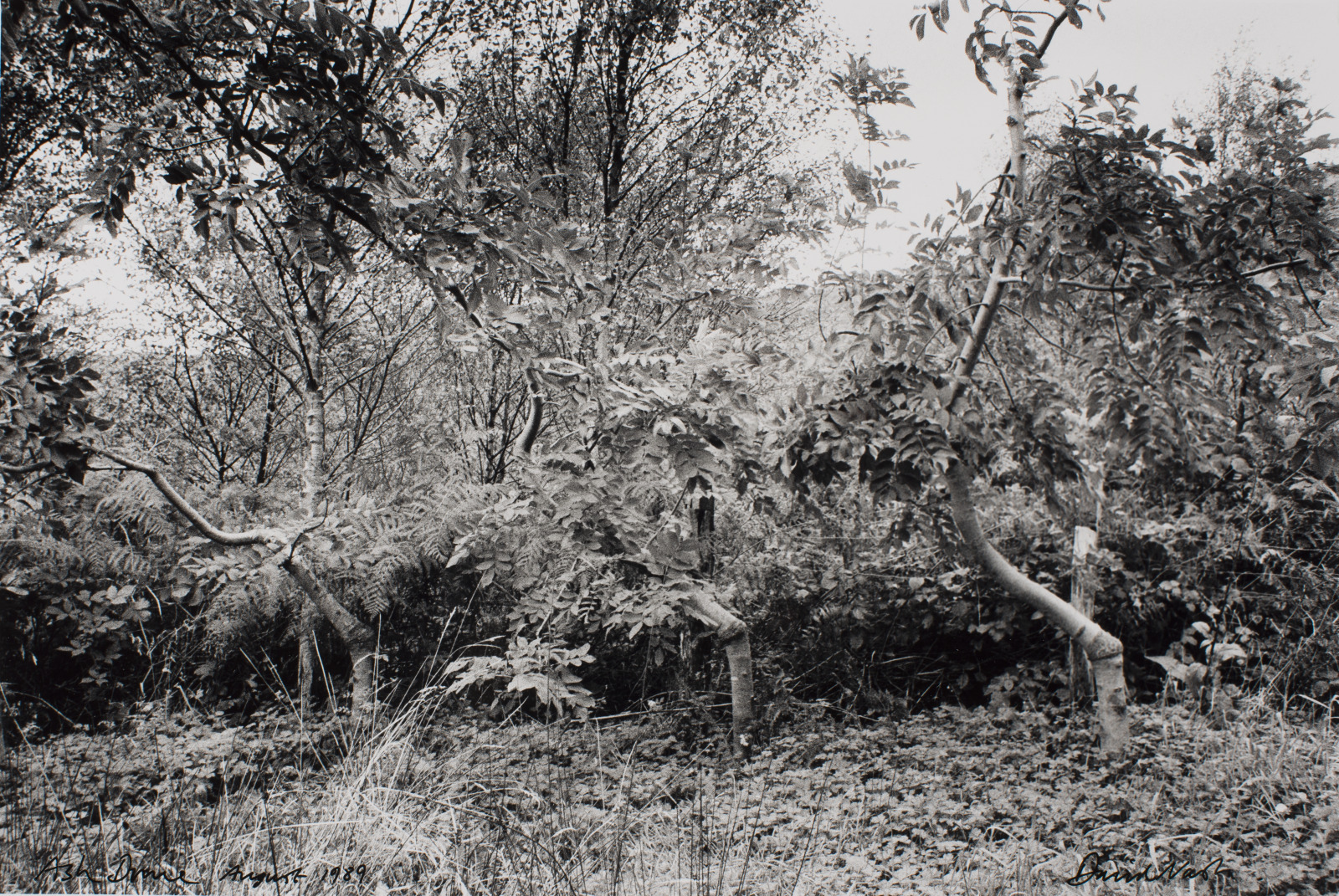 Ash Dome, August 1989 - Saint Louis Art Museum