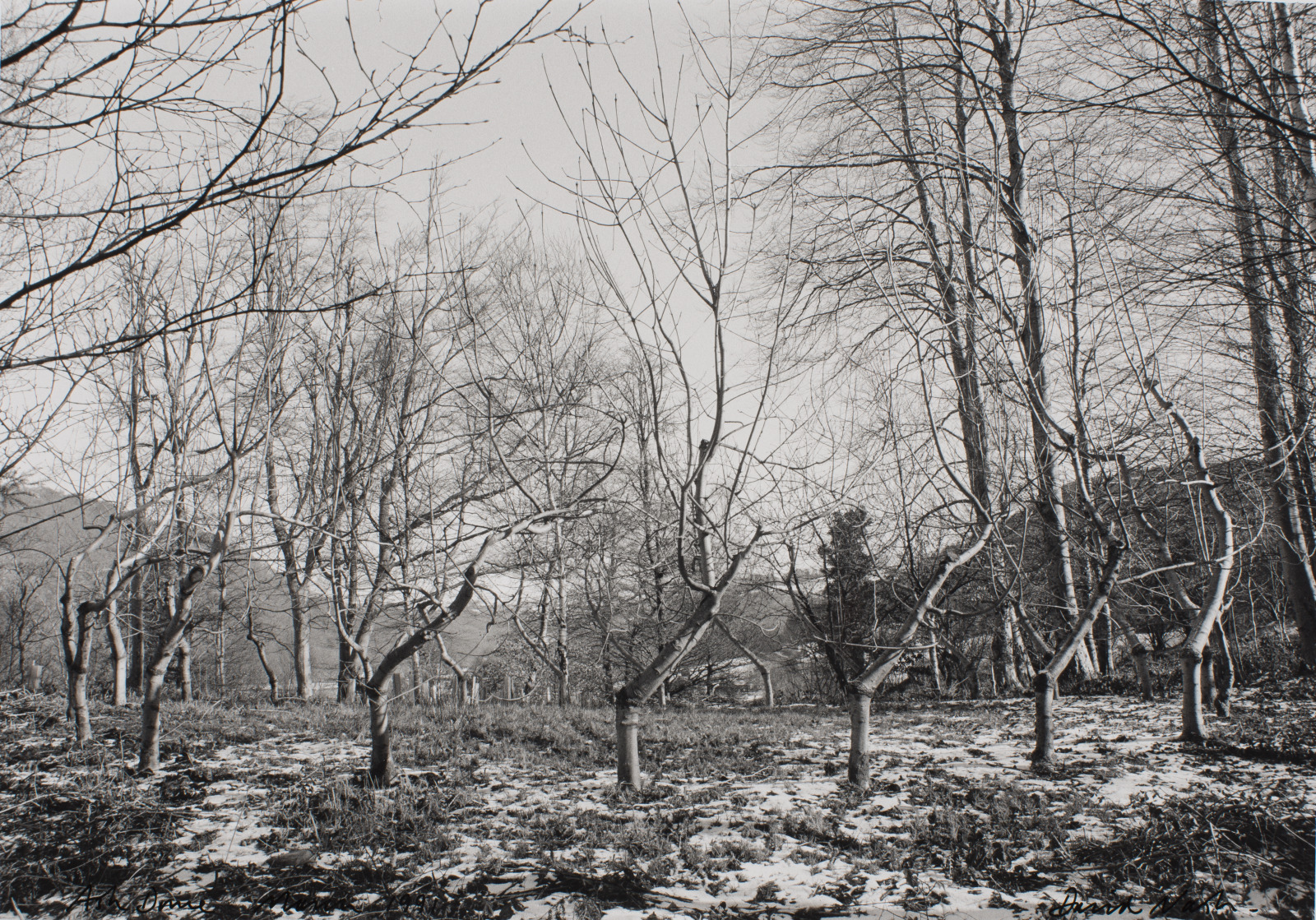 Ash Dome, March 1991 - Saint Louis Art Museum
