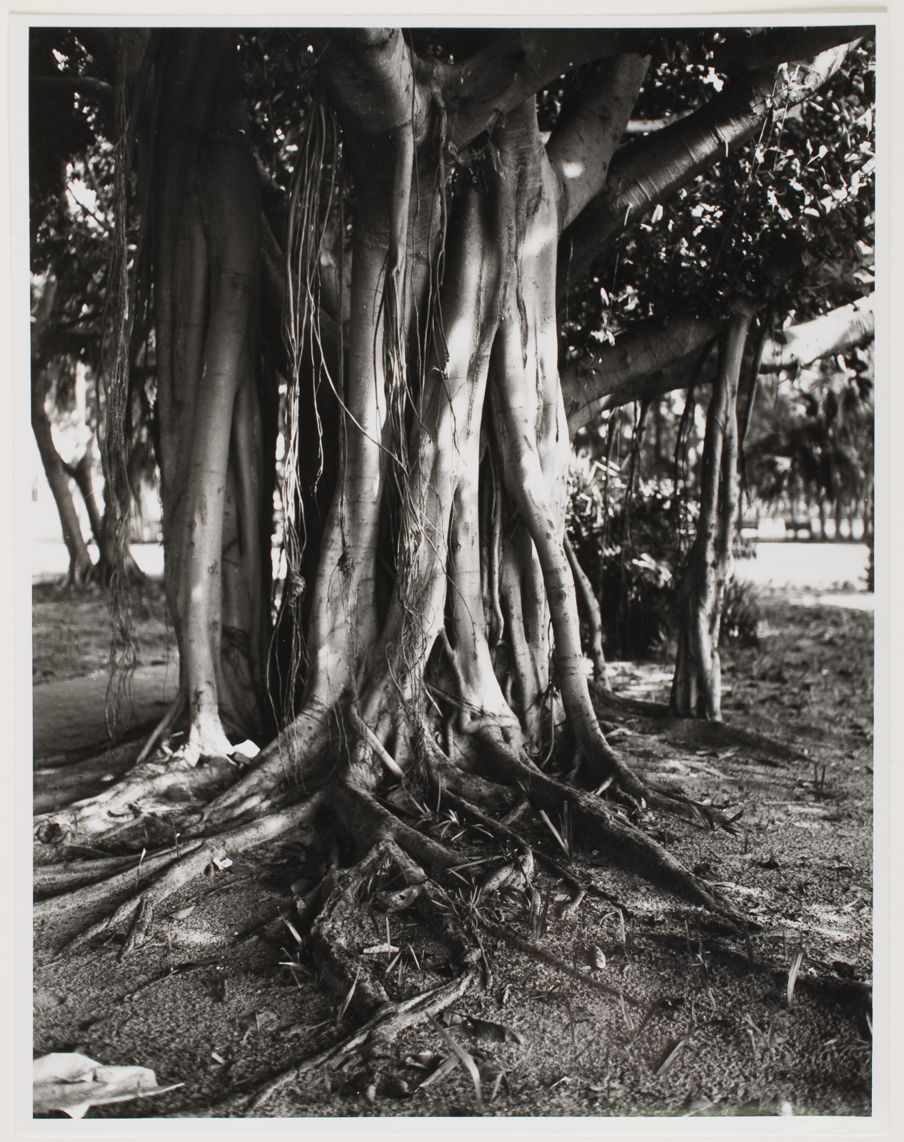 Banyan tree (Florida?) - Saint Louis Art Museum