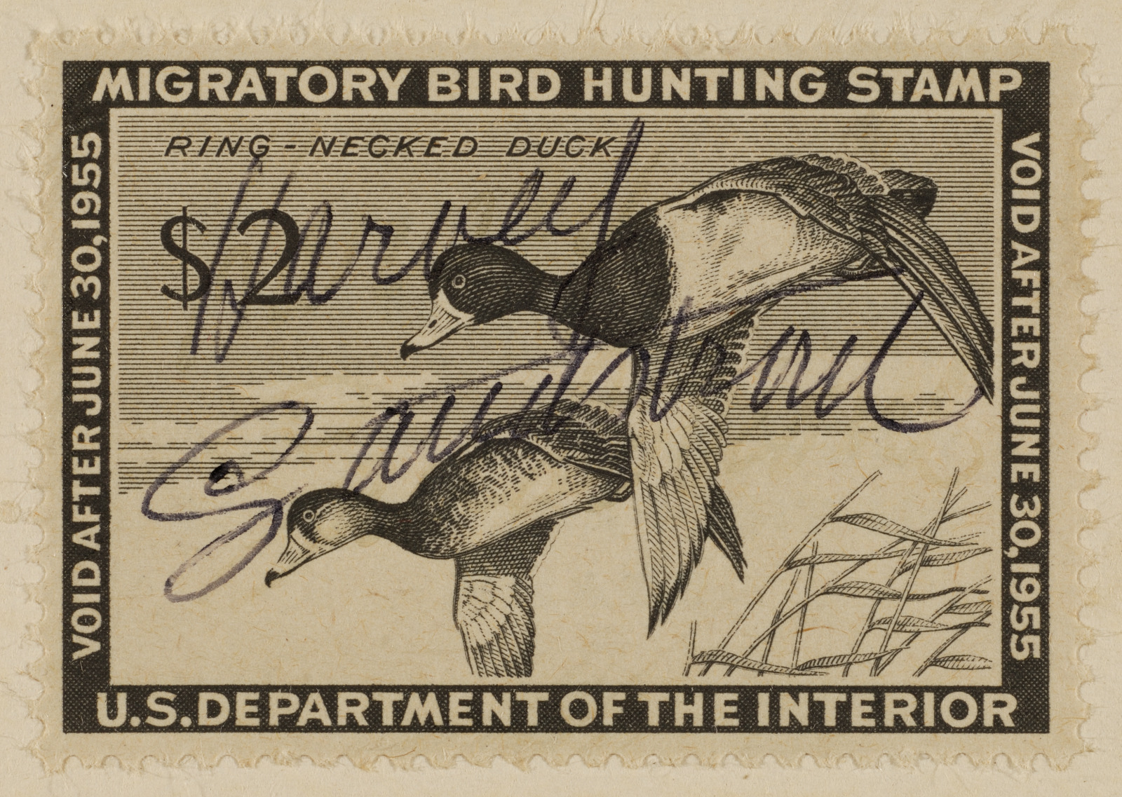 Migratory Bird Hunting Stamp after the etching "Ring - Necked Ducks ...