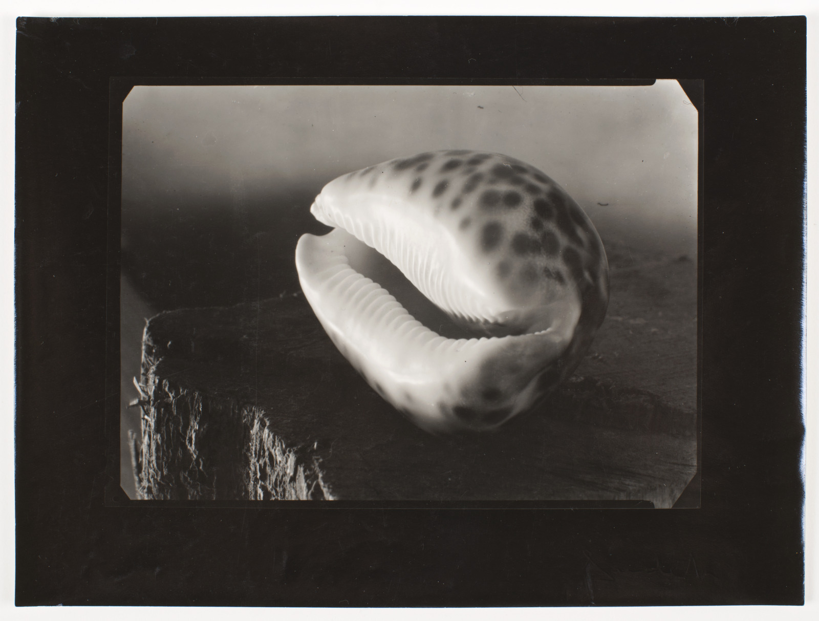 Shell - Saint Louis Art Museum