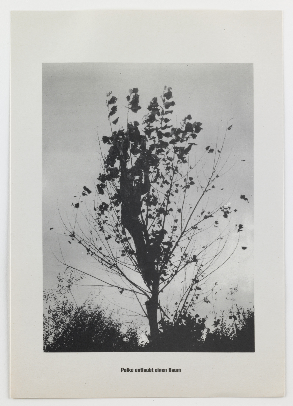 Polke Defoliates a Tree, from the series ".....Higher Beings Ordain ...