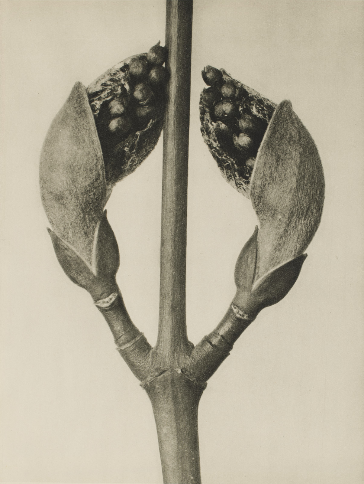 Acer rufinerve. Maple Tree. Sprouts magnified 10 times, plate 22 from ...